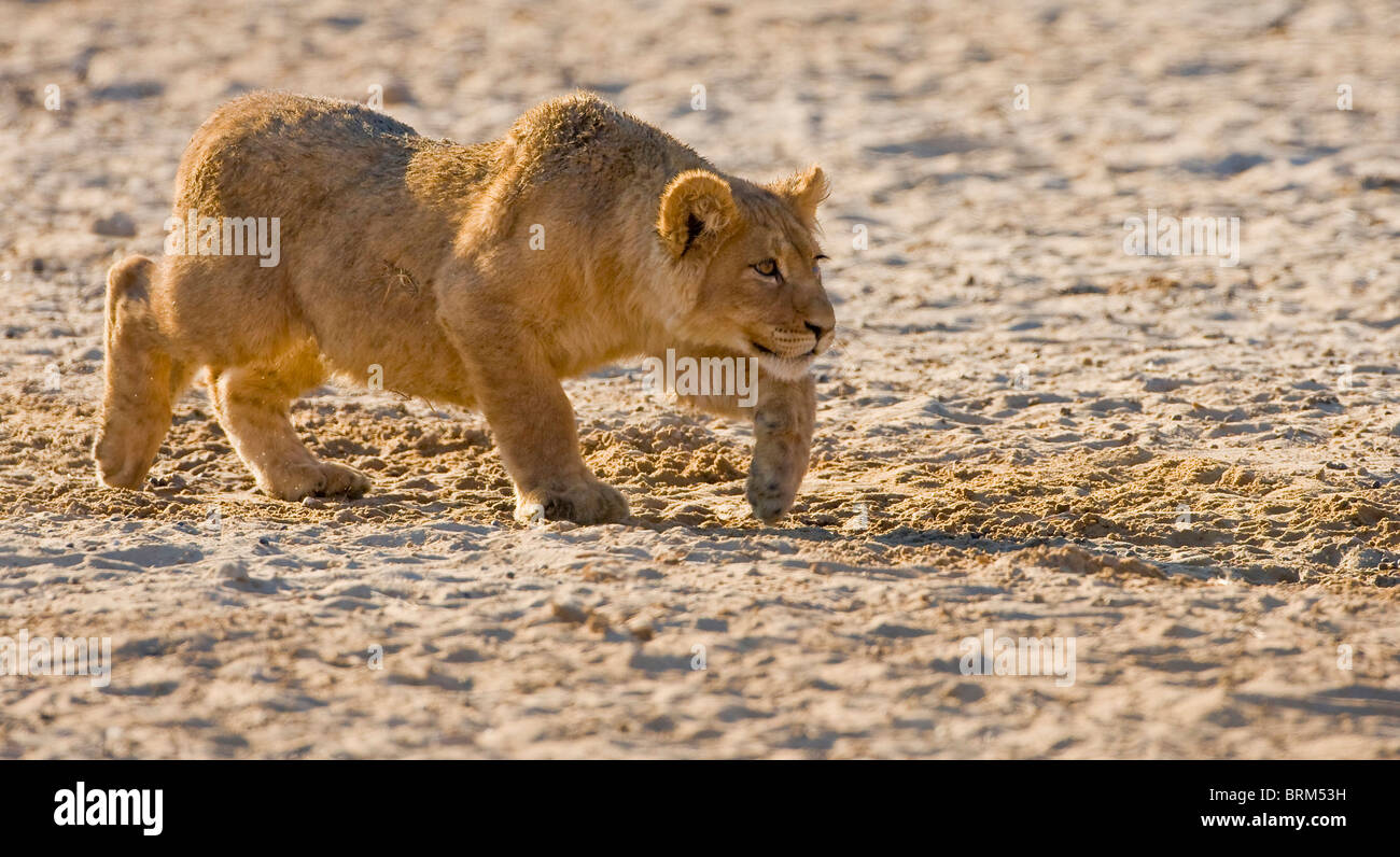 Lion Cub Stalking High Resolution Stock Photography and Images - Alamy