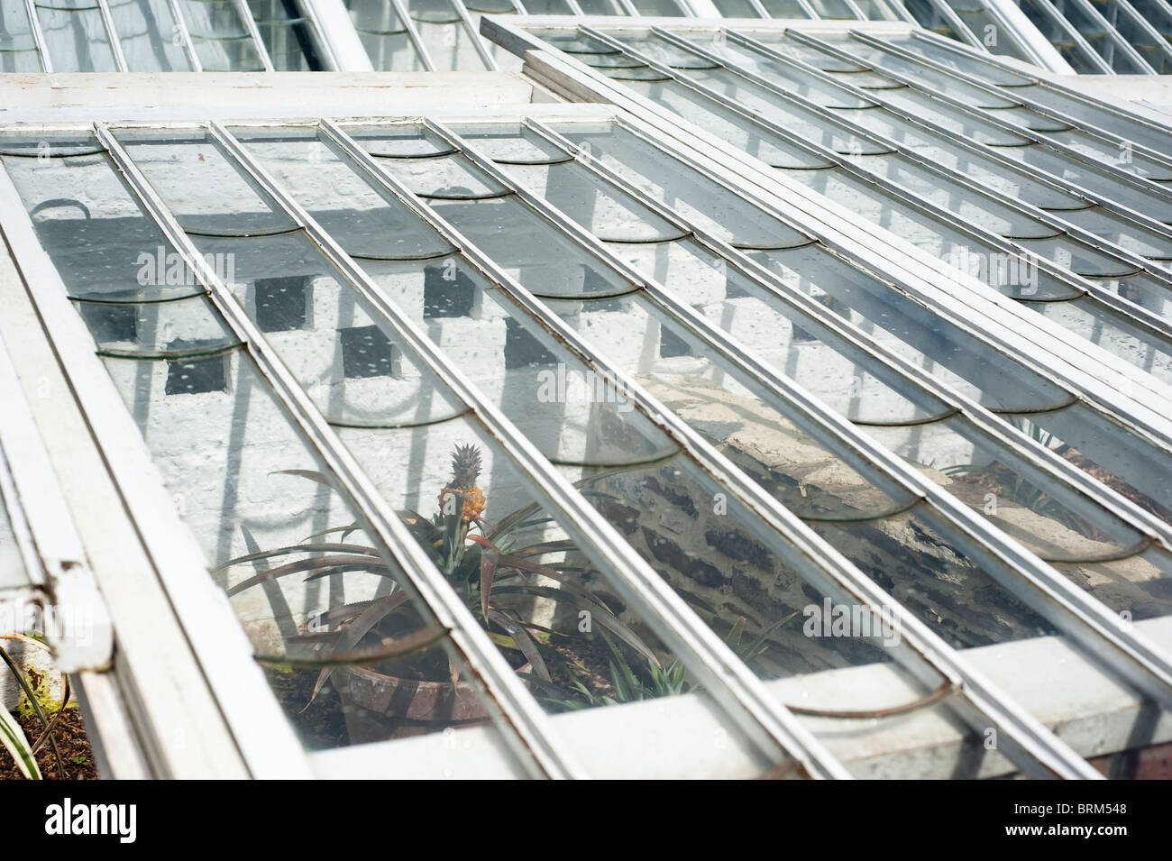 Pineapples growing in the Pineapple Pit at The Lost Gardens of Heligan ...