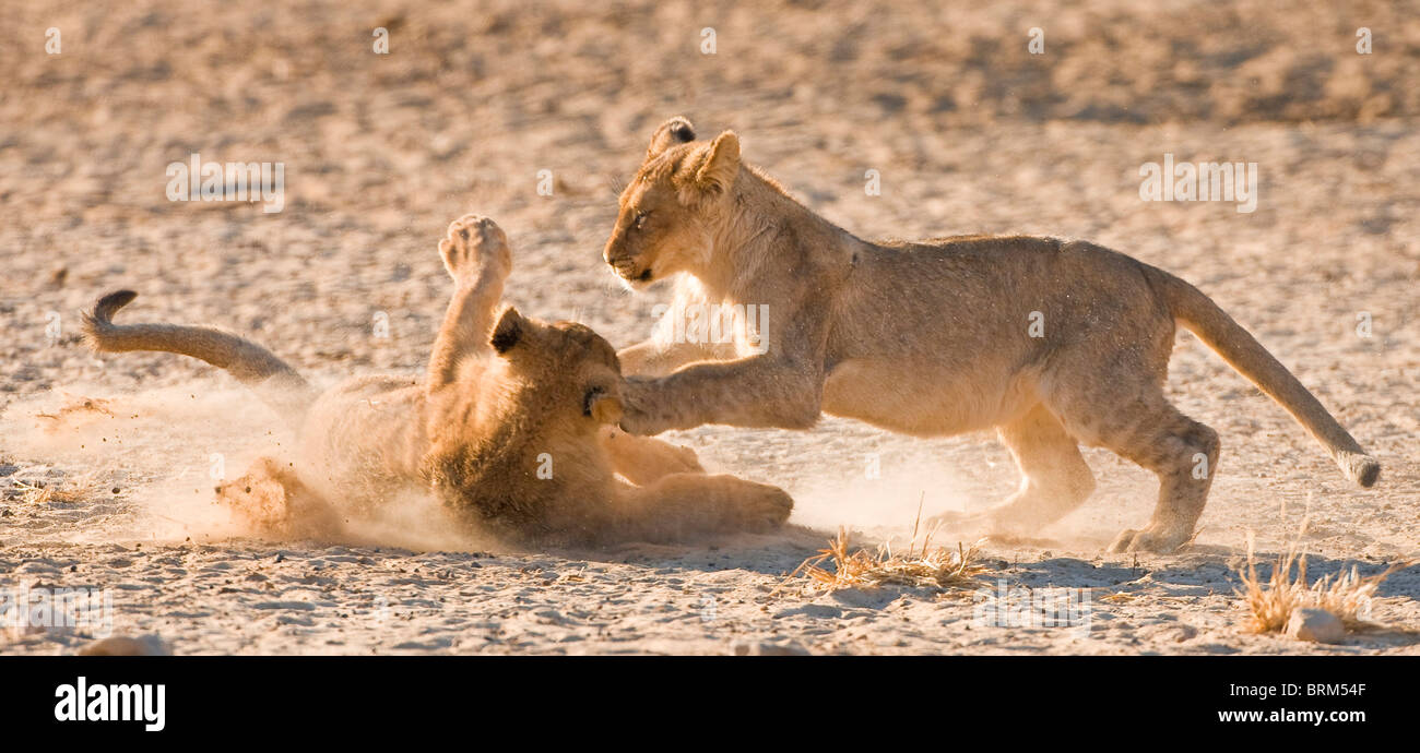 Lion fighting hi-res stock photography and images - Alamy