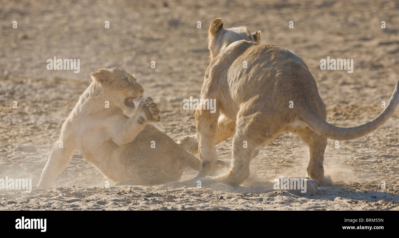 Fighting lion hi-res stock photography and images - Alamy