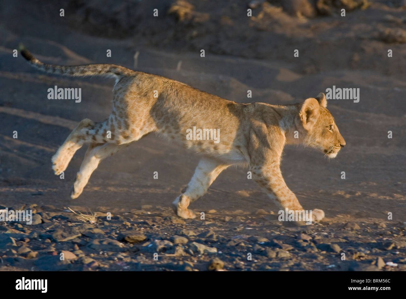 Lion Cubs Running