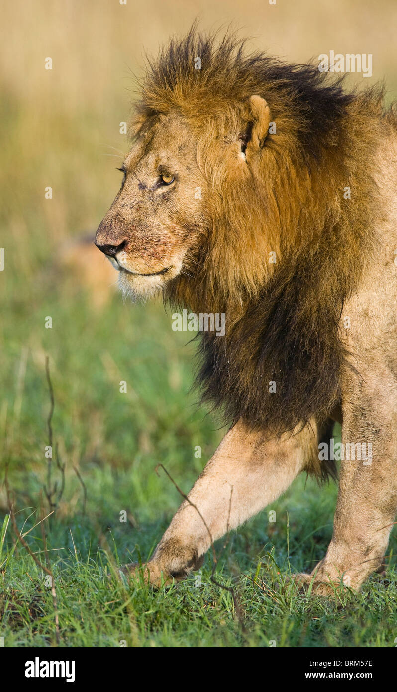 Portrait of a male Lion Stock Photo - Alamy