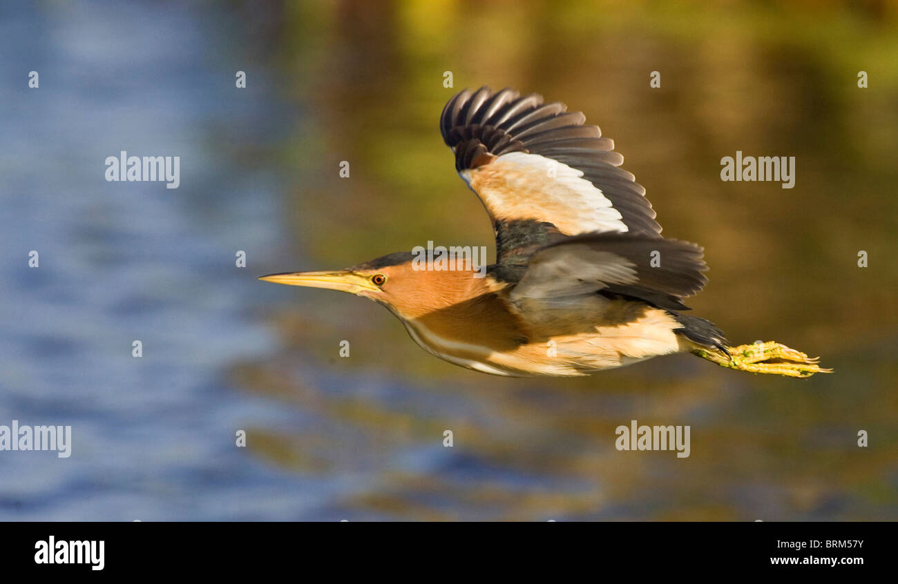 Little bittern in flight over water Stock Photo - Alamy