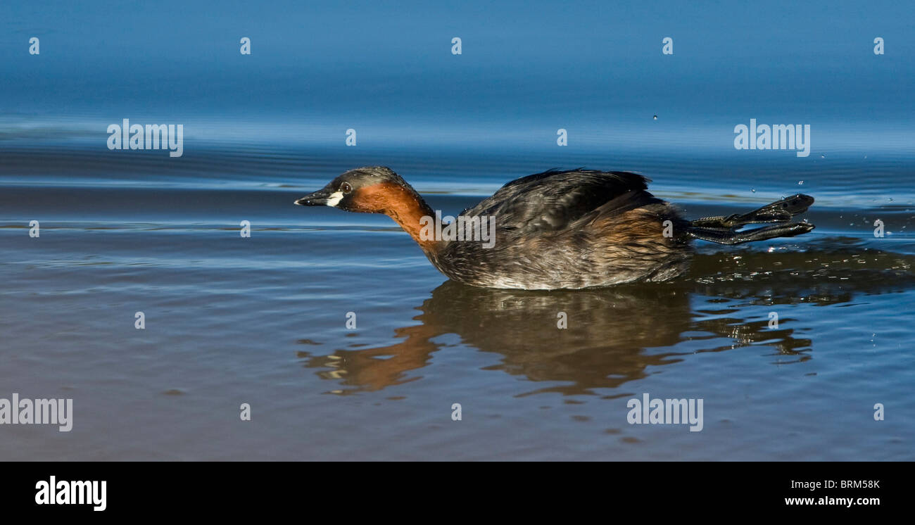Little grebe swimming Stock Photo - Alamy