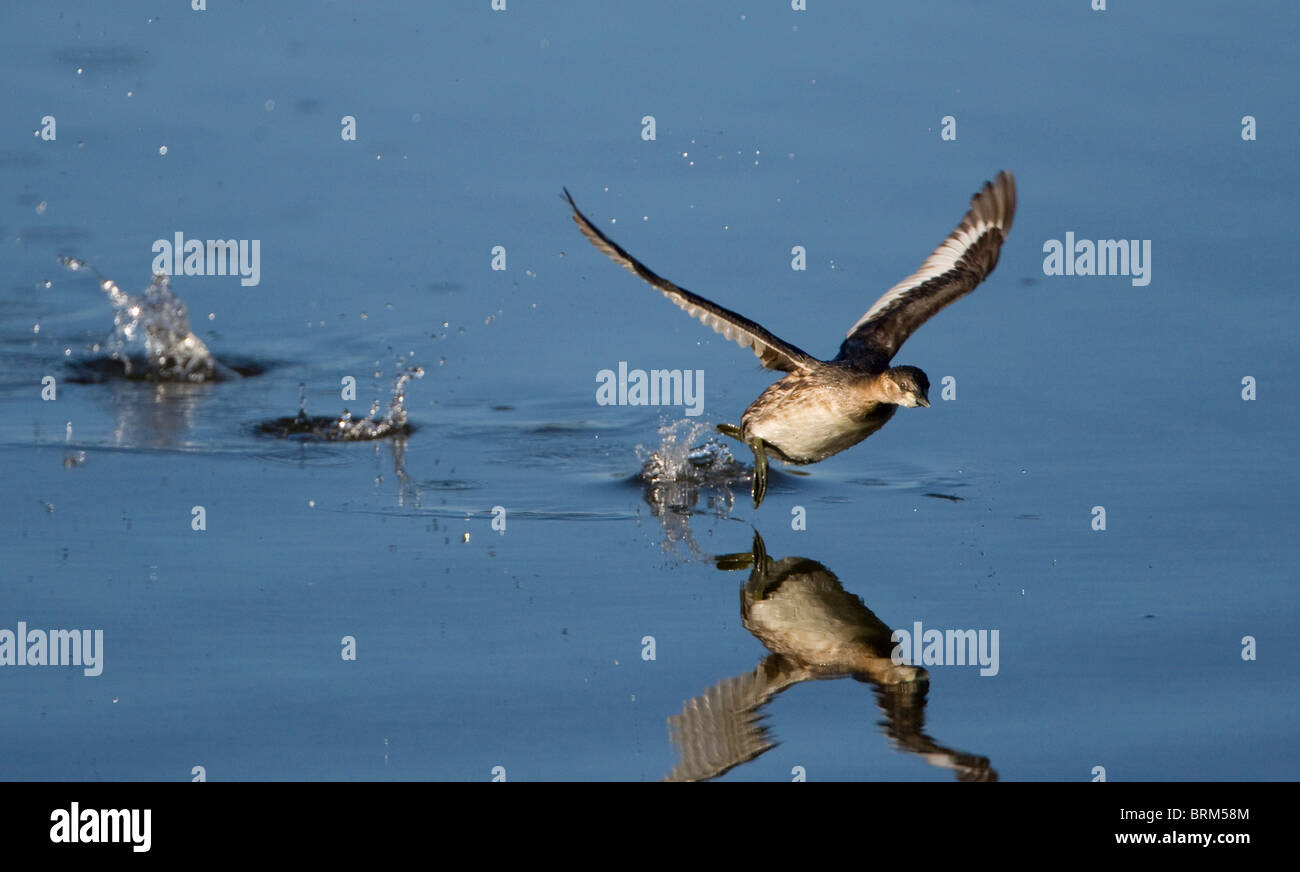 Waterfowl wildlife nature bird marievale bird sanctuary gauteng south ...