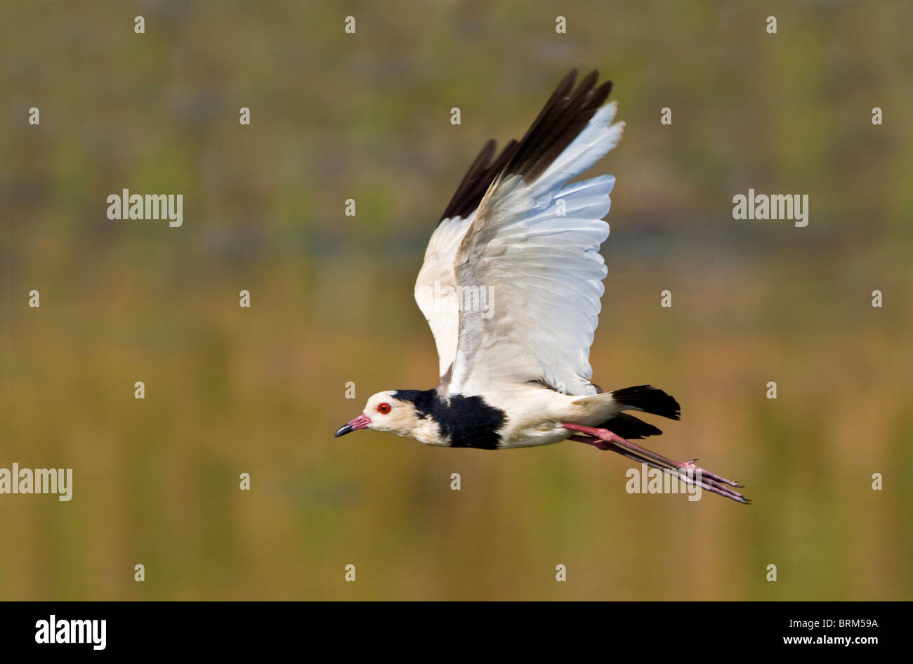 Long-toed lapwing in flight Stock Photo - Alamy