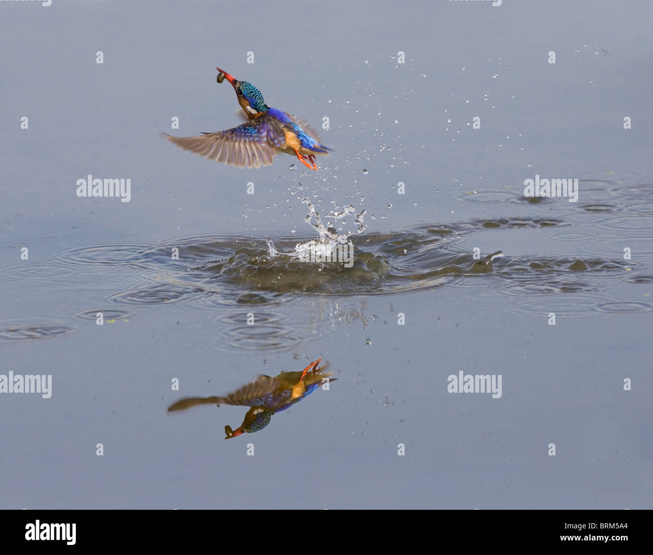 Malachite kingfisher catching fish Stock Photo - Alamy