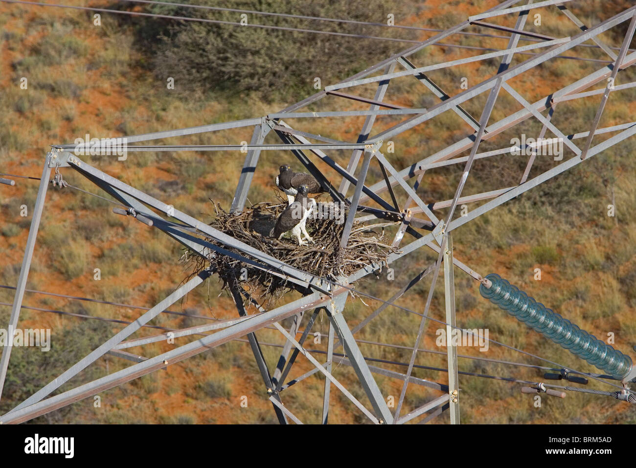 Marital Eagles on a nest on an electricity pylon Stock Photo - Alamy