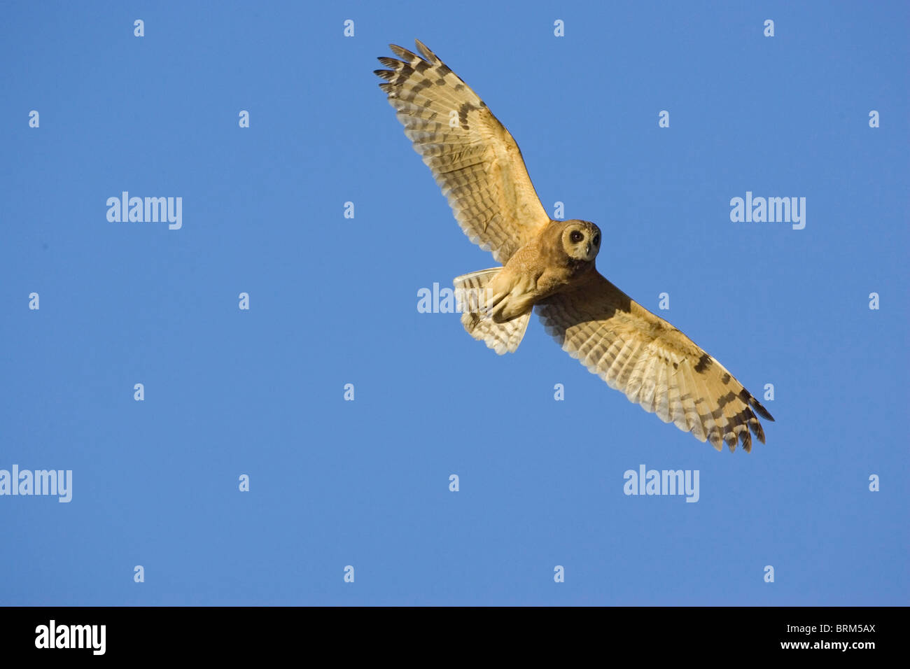 Marsh owl in flight Stock Photo - Alamy