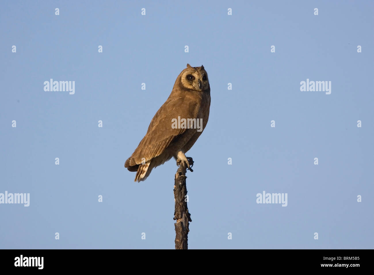 Marsh owl perched on dead tree Stock Photo - Alamy