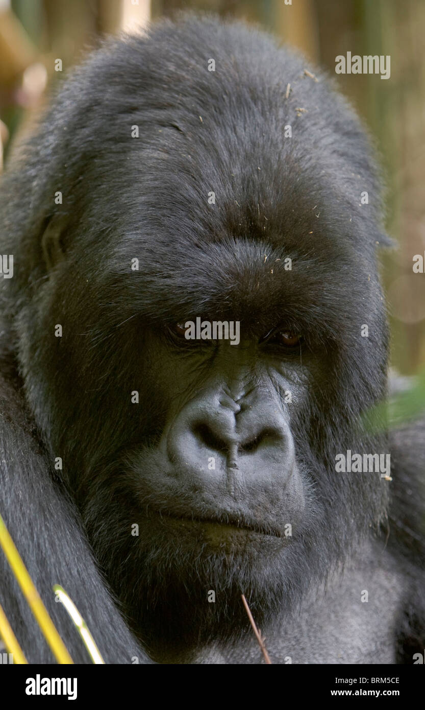 Gorilla portrait hi-res stock photography and images - Alamy