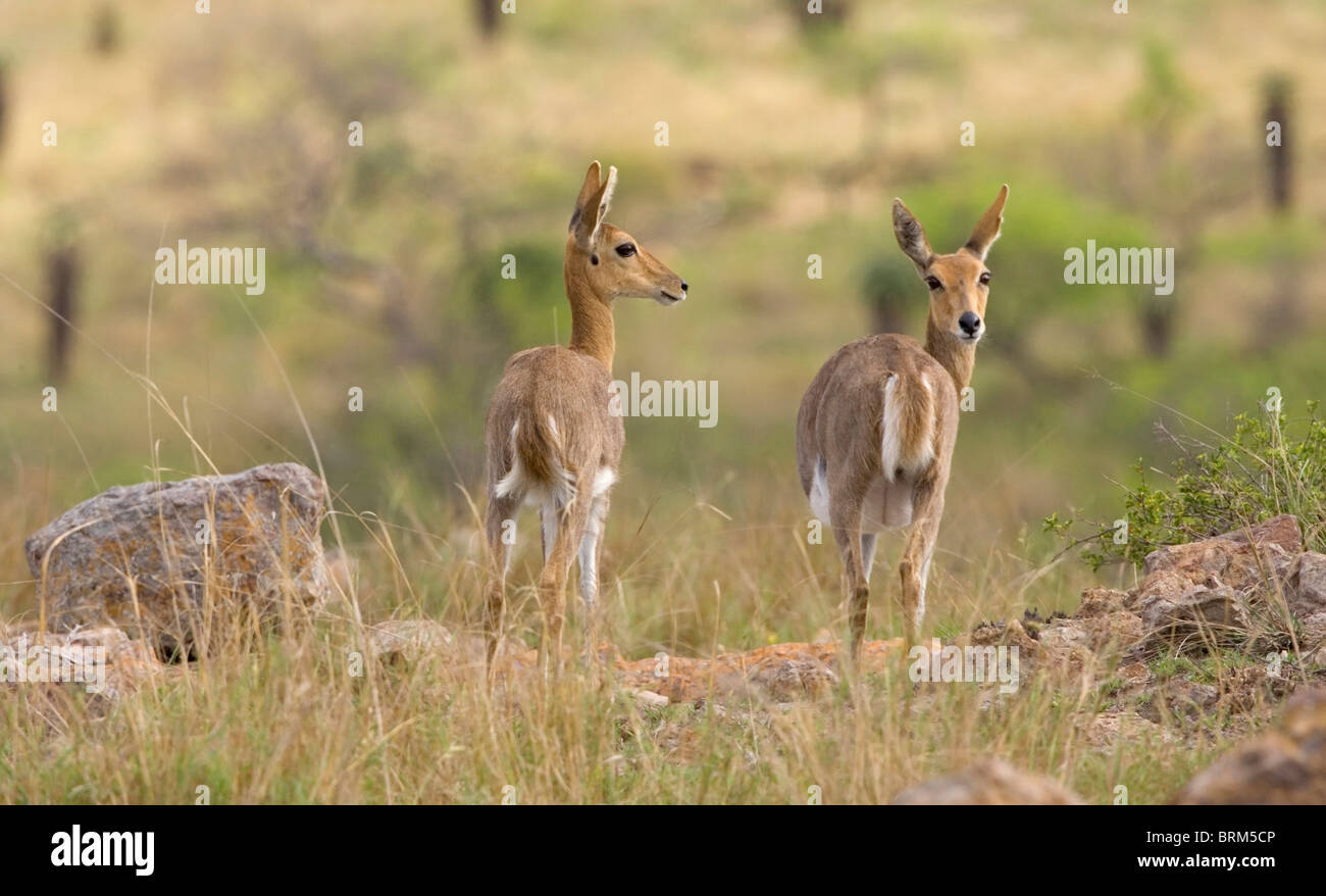 Mountain reedbuck hi-res stock photography and images - Alamy