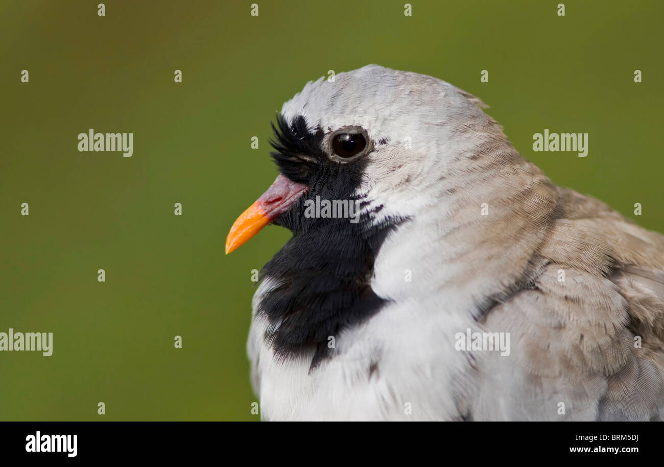 Namaqua dove hi-res stock photography and images - Alamy