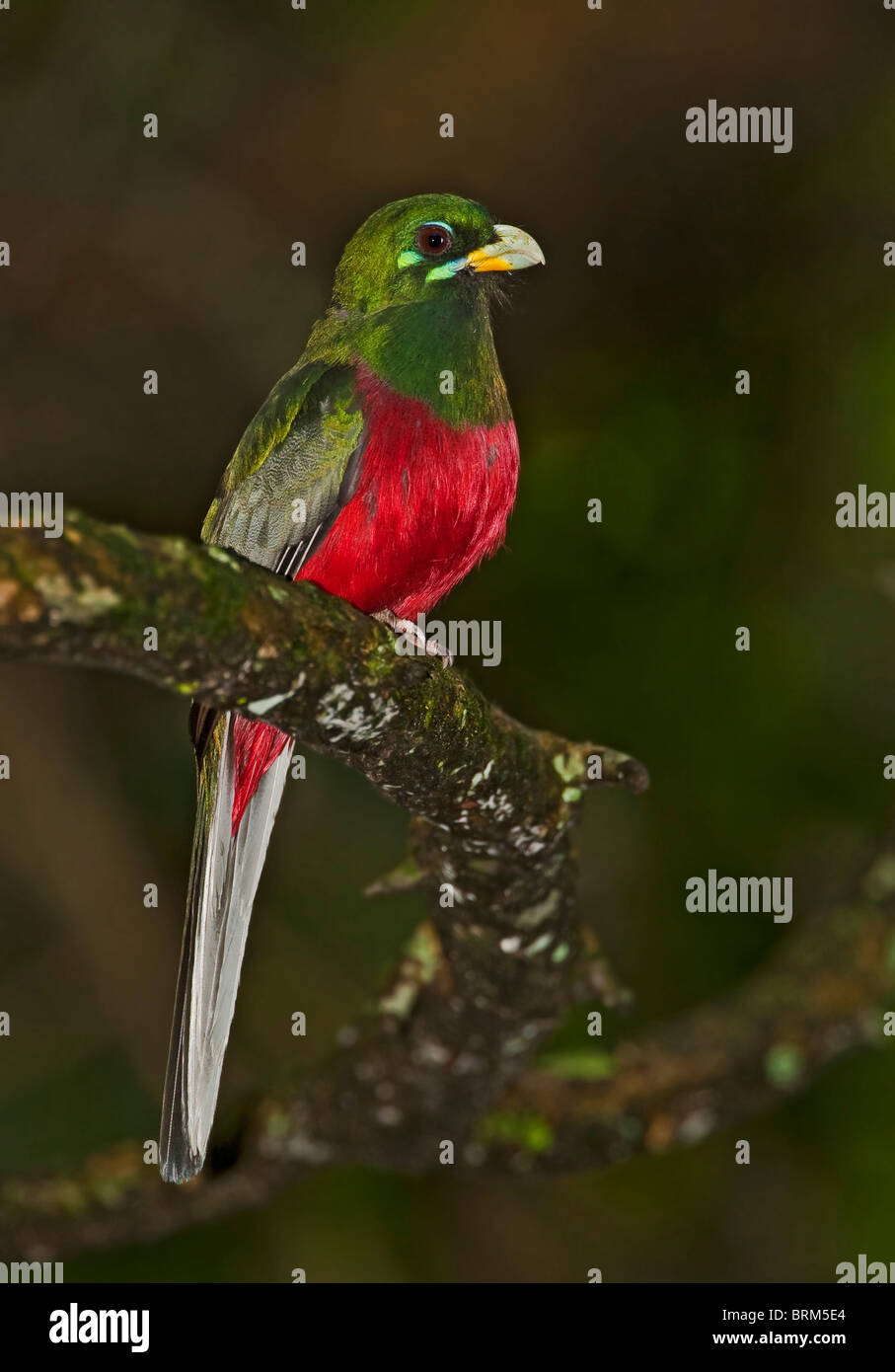 Narina trogon perched in tree Stock Photo - Alamy