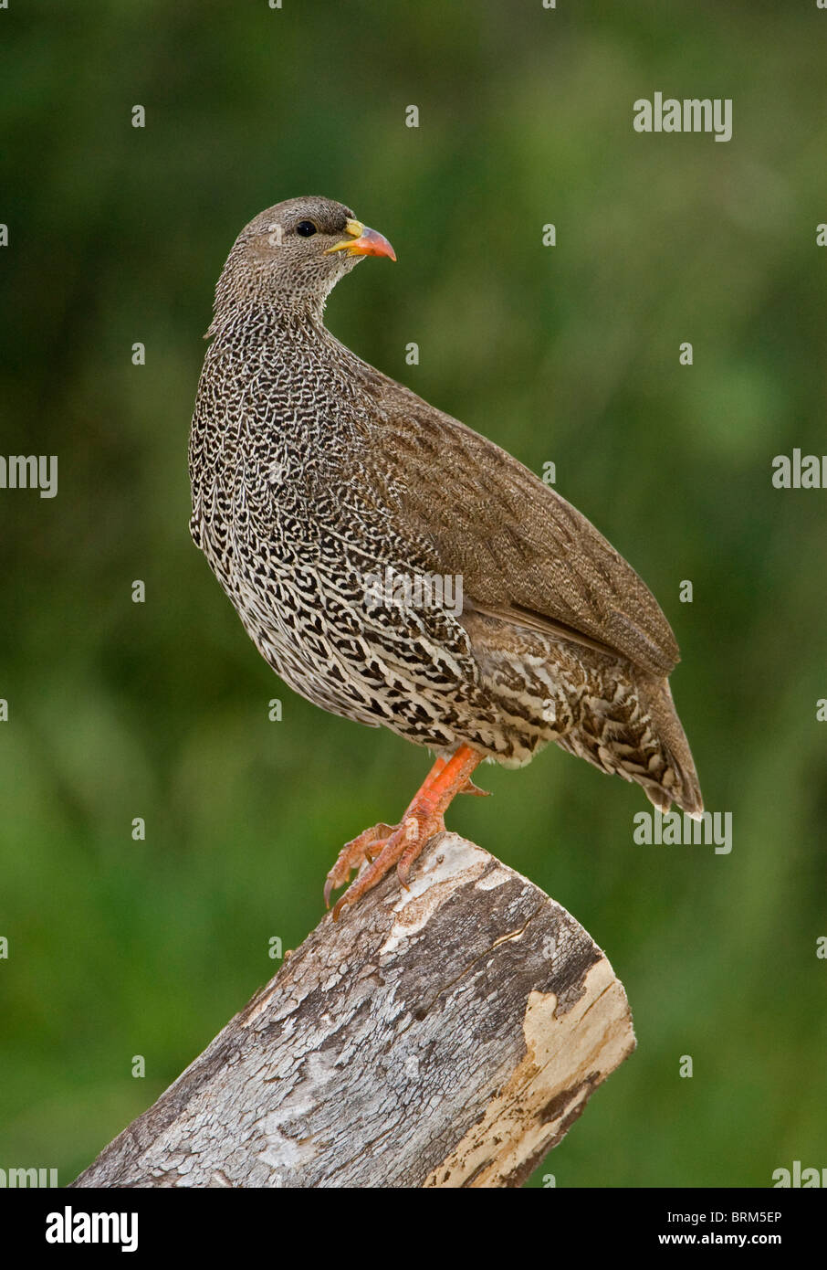 Spurfowl hi-res stock photography and images - Alamy