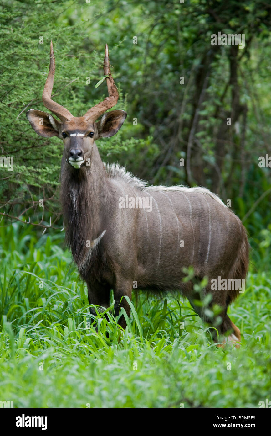 Nyala bull hi-res stock photography and images - Alamy