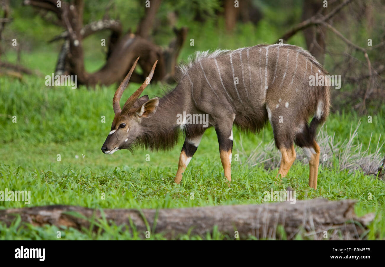Nyala bull feeding in lush green wooded area Stock Photo - Alamy