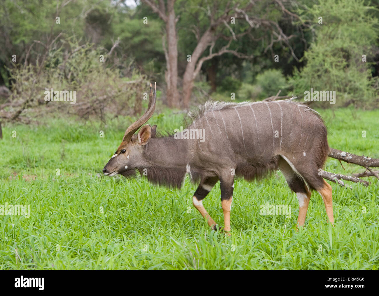 Nyala bull in lush green wooded area Stock Photo - Alamy
