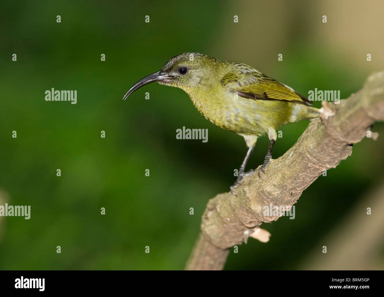 Olive sunbird perched in tree Stock Photo - Alamy