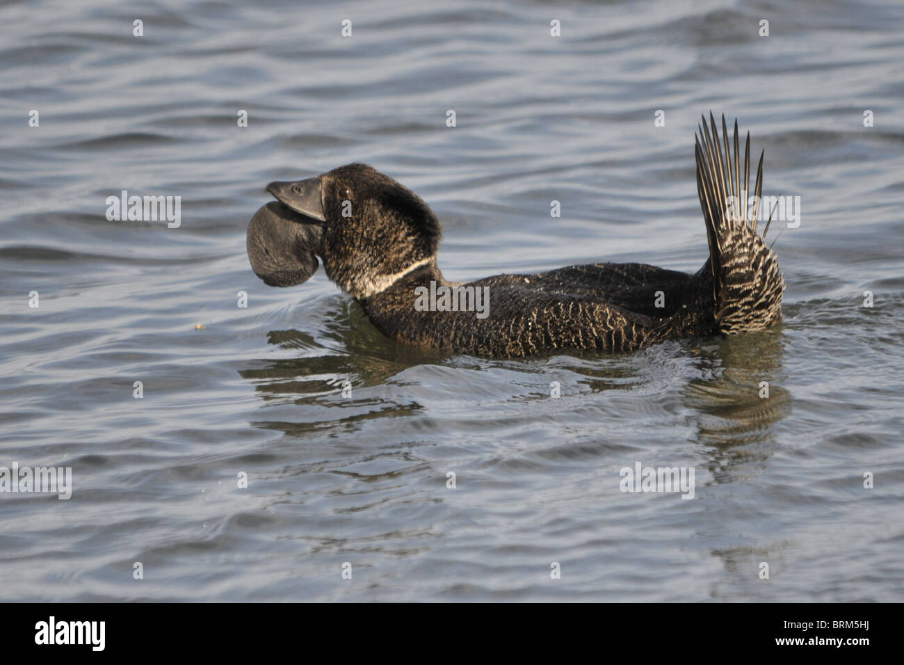 male musk duck displaying Stock Photo - Alamy