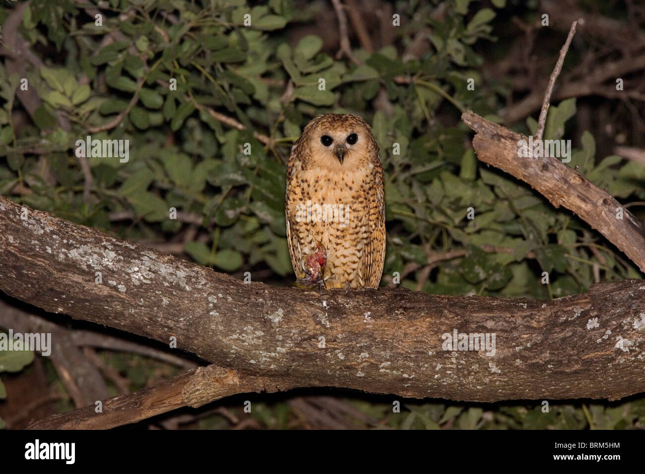 Pels fishing owl hi-res stock photography and images - Alamy