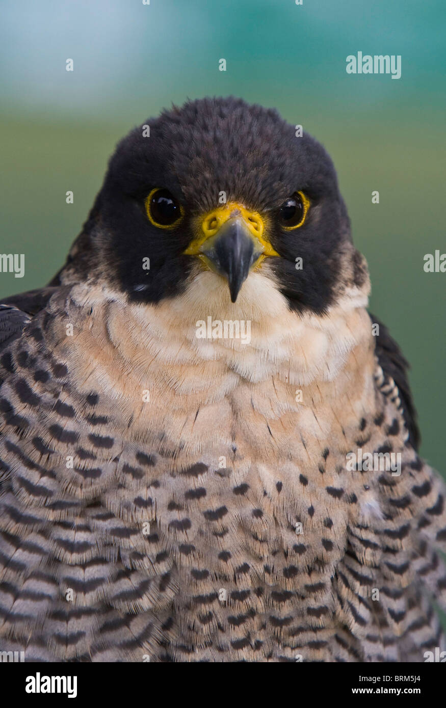 Peregrine falcon portrait Stock Photo - Alamy