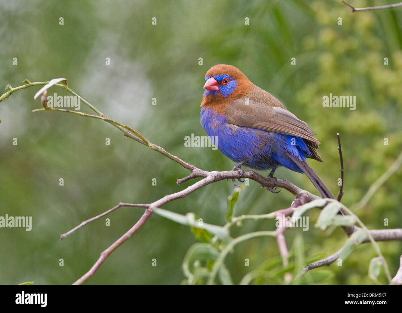 Blue grenadier hi-res stock photography and images - Alamy