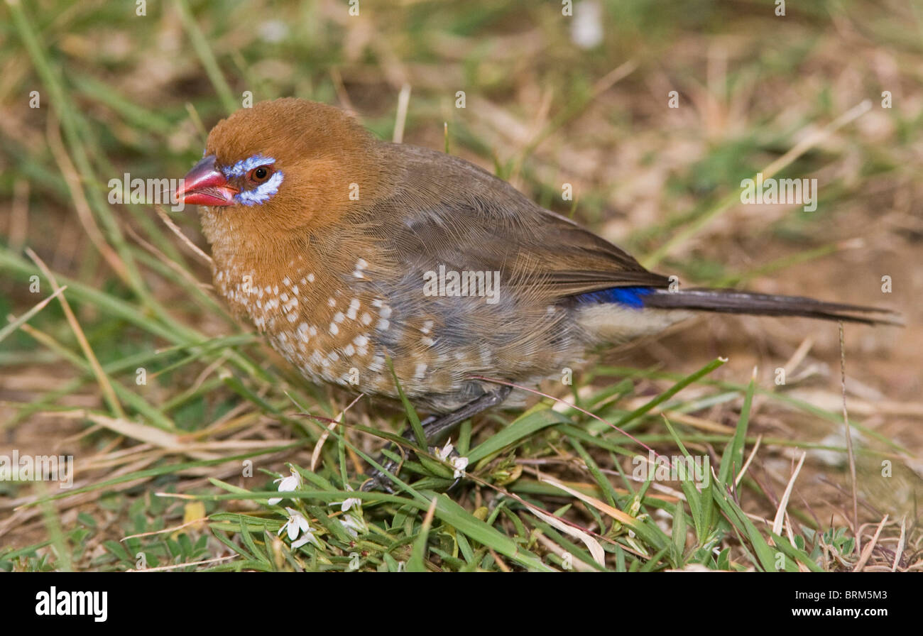 Purple grenadier hi-res stock photography and images - Alamy