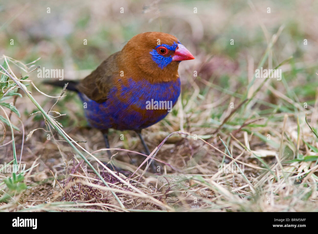 Blue grenadier hi-res stock photography and images - Alamy