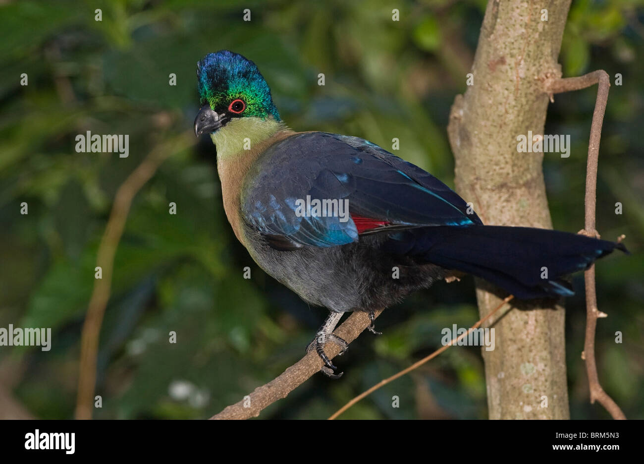 Purple crested touraco hi-res stock photography and images - Alamy