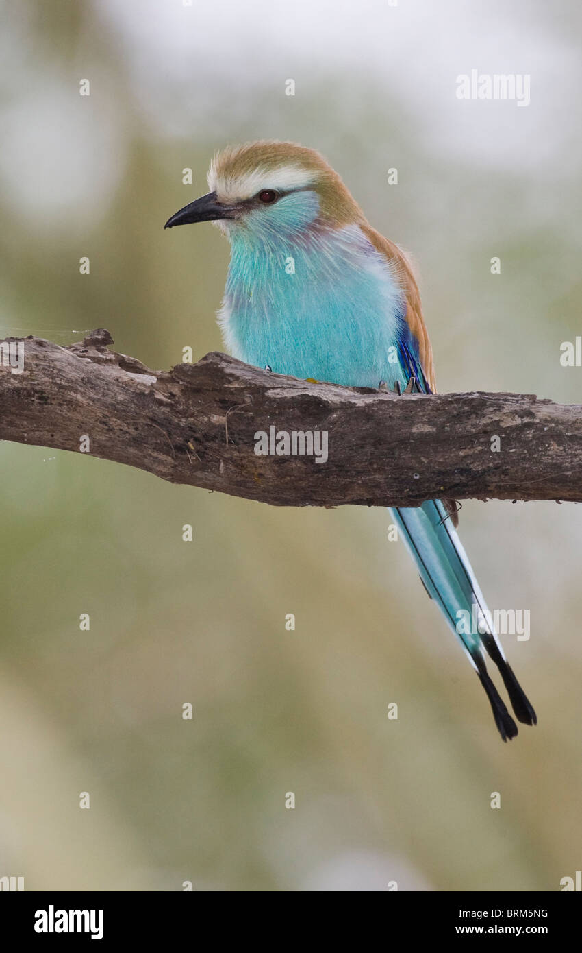 Racket tailed roller hi-res stock photography and images - Alamy