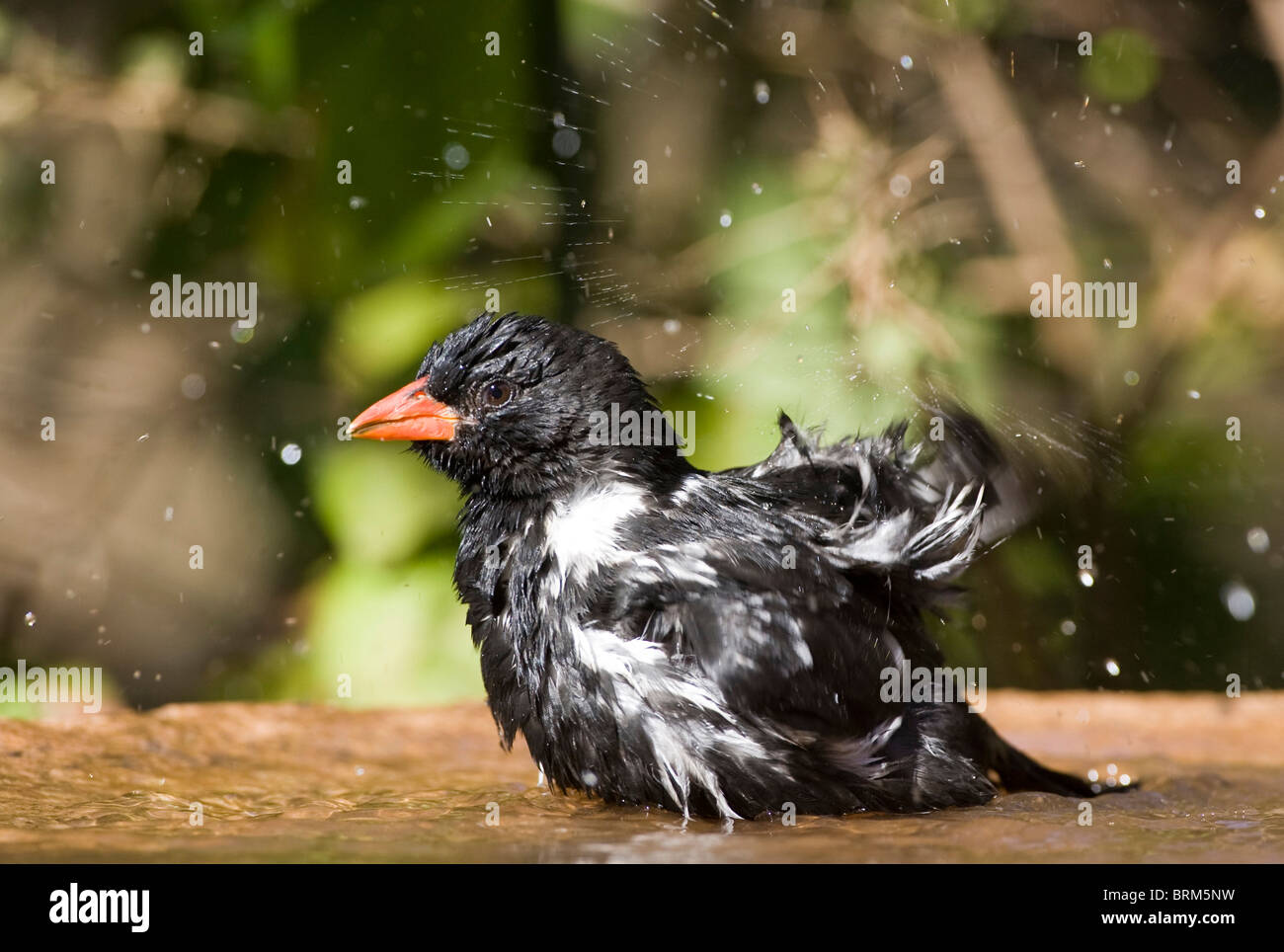 Red billed buffalo weaver hi-res stock photography and images - Alamy