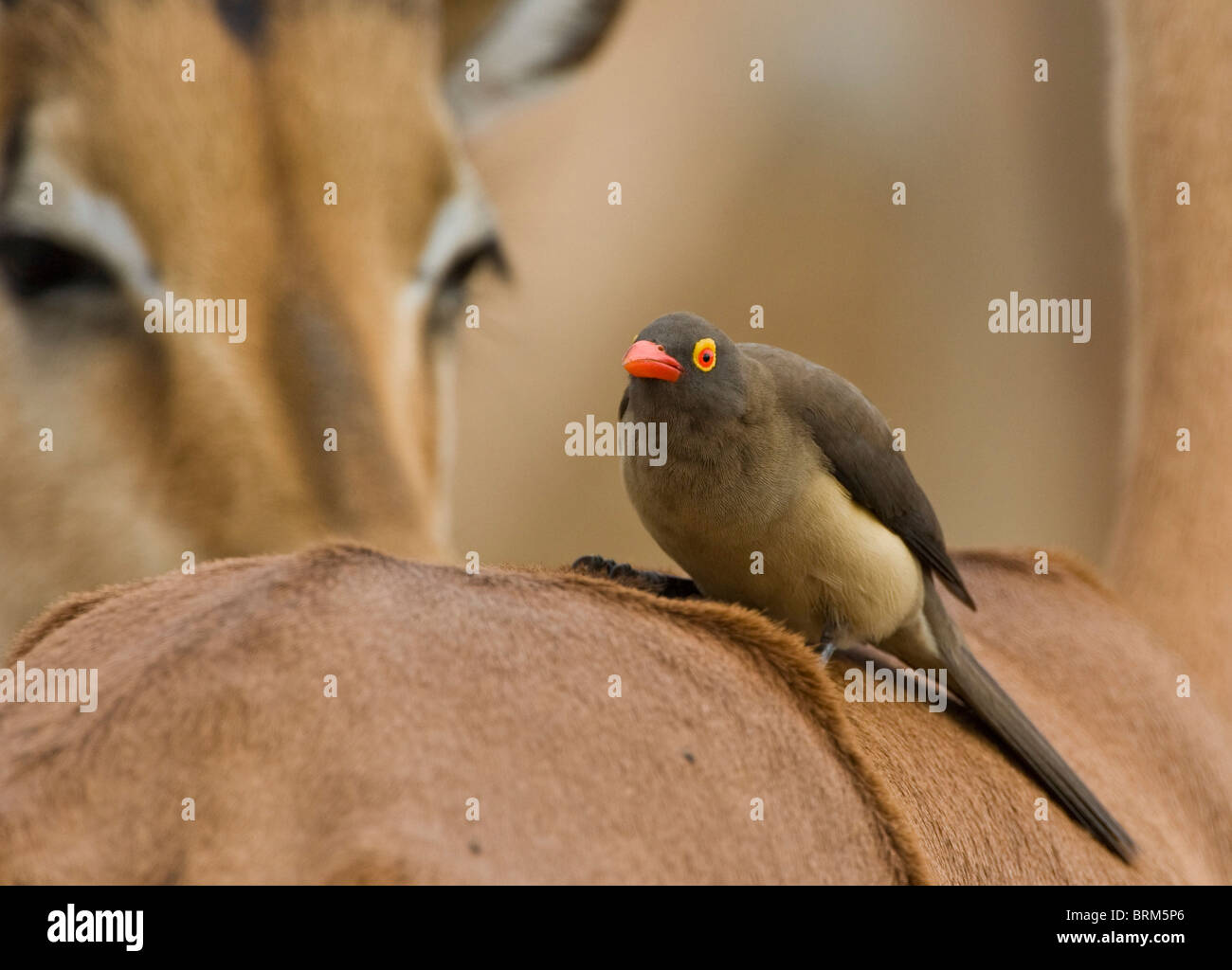 Impala mutualism hi-res stock photography and images - Alamy