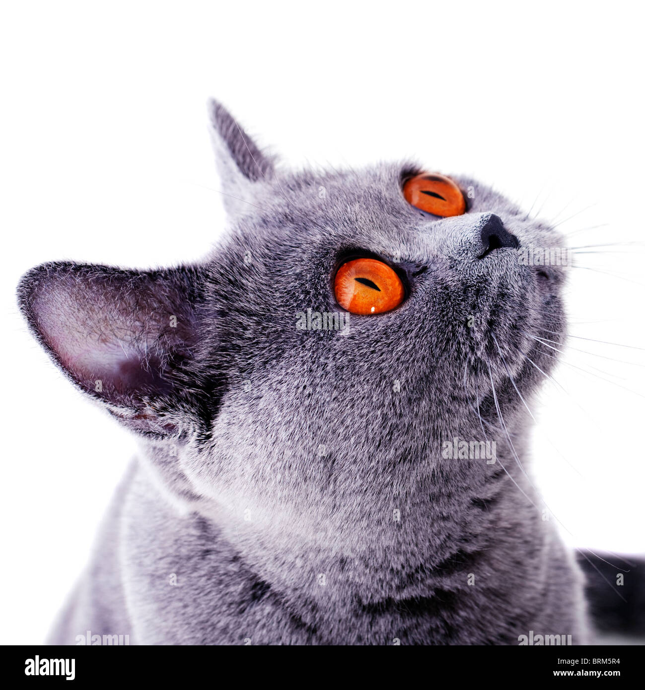snout of british cat with dark yellow eyes isolated on white Stock ...