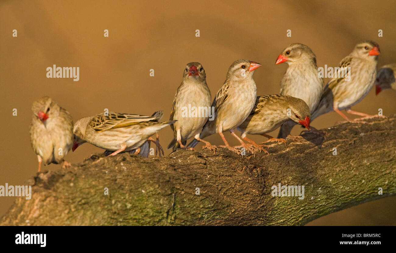 Red billed quelea hi-res stock photography and images - Alamy