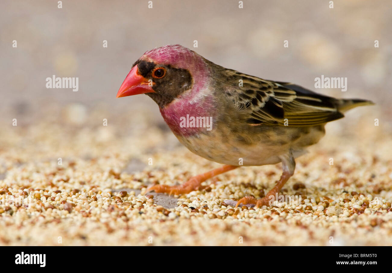 Quelea hi-res stock photography and images - Alamy