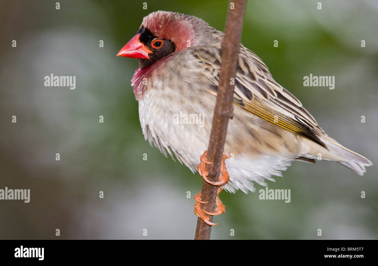 Red billed quelea hi-res stock photography and images - Alamy