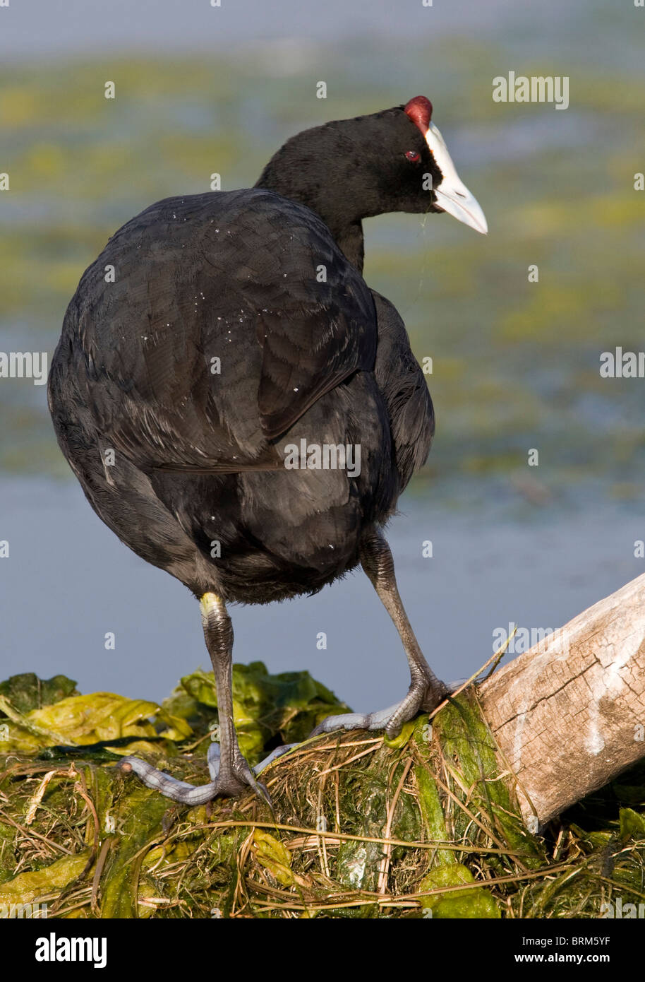 Black knobbed hi-res stock photography and images - Alamy