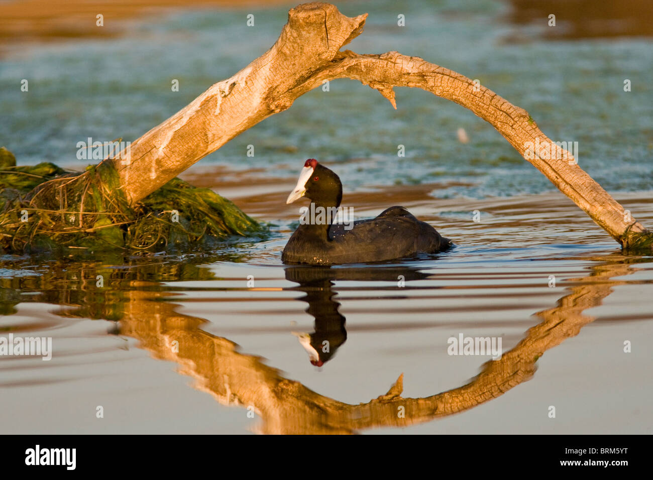 Red knobbed coot hi-res stock photography and images - Alamy
