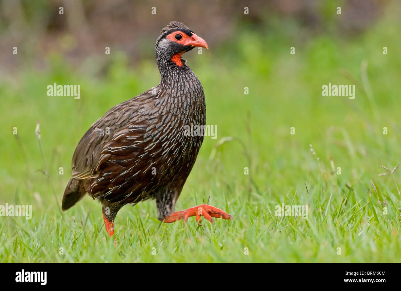 Red-necked spurfowl walking in green grass Stock Photo - Alamy