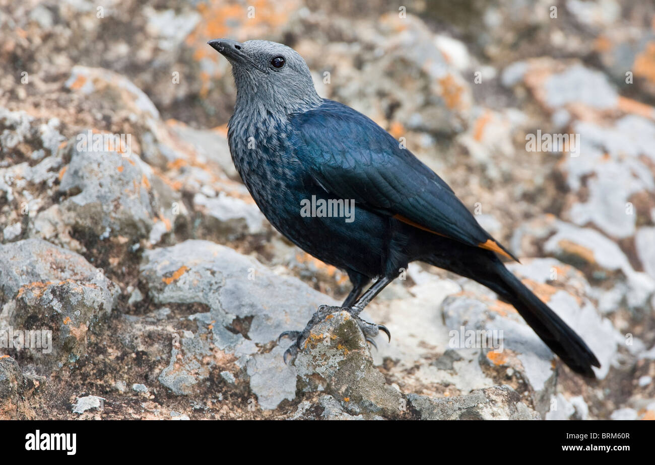 Red winged starling hi-res stock photography and images - Alamy