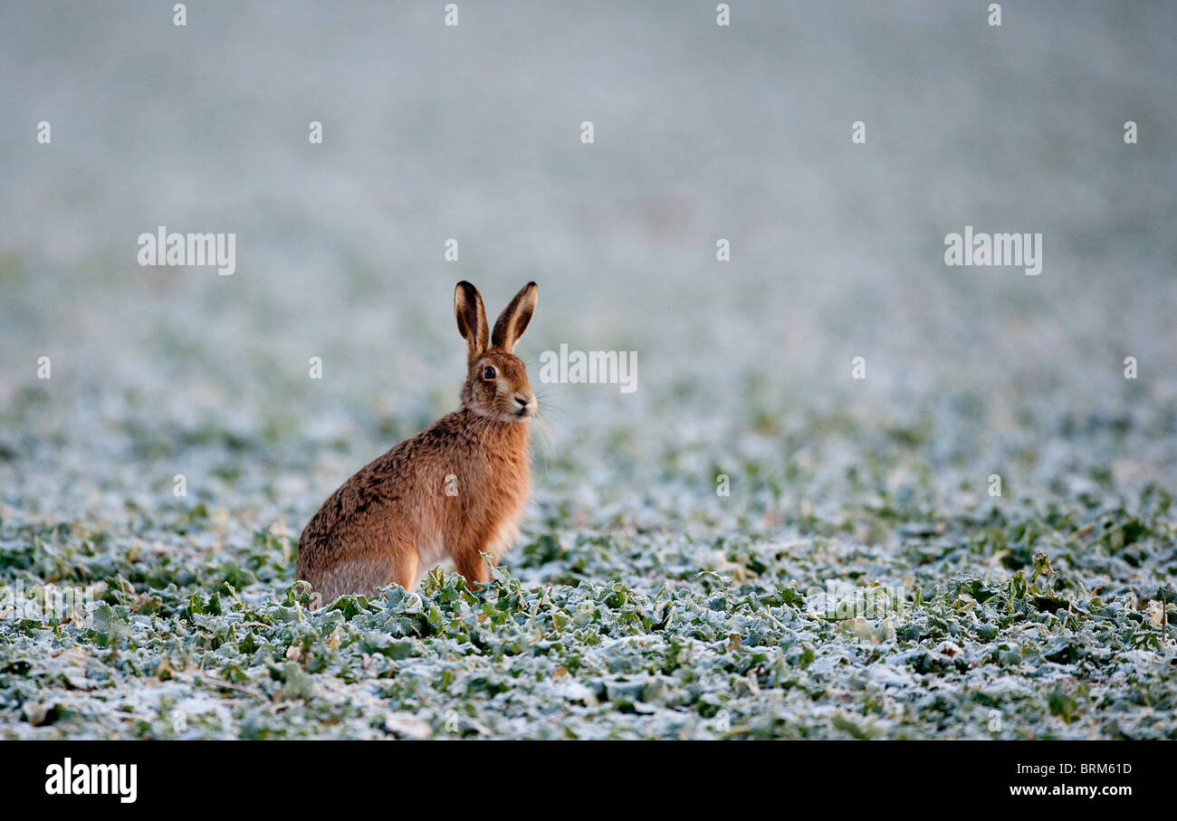Brown Hare Lepus lepus Norfolk winter Stock Photo - Alamy