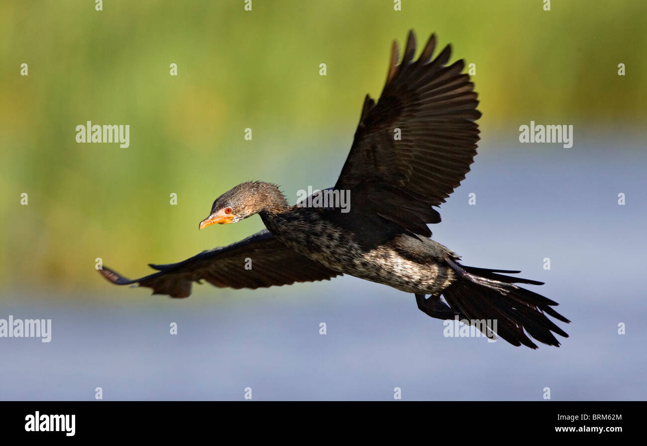 Cormorant in flight hi-res stock photography and images - Alamy