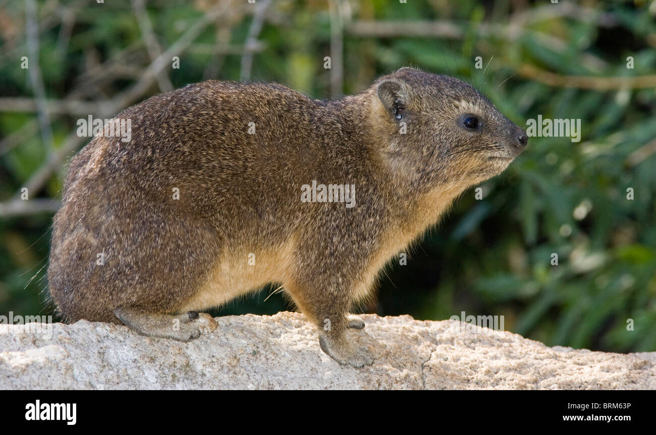 Rock hyrax (dassie) on a rock Stock Photo - Alamy