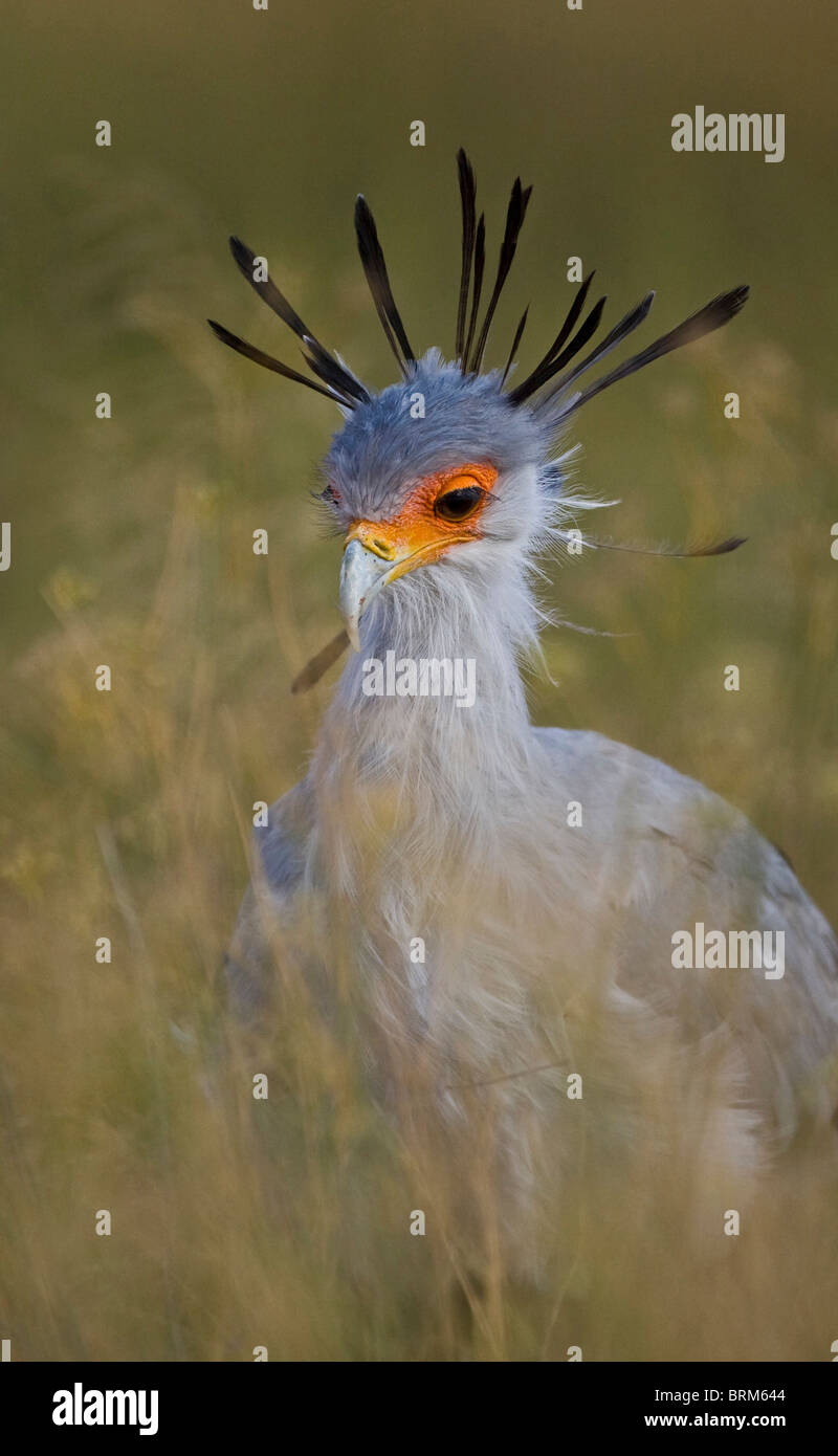Secretary bird hi-res stock photography and images - Alamy