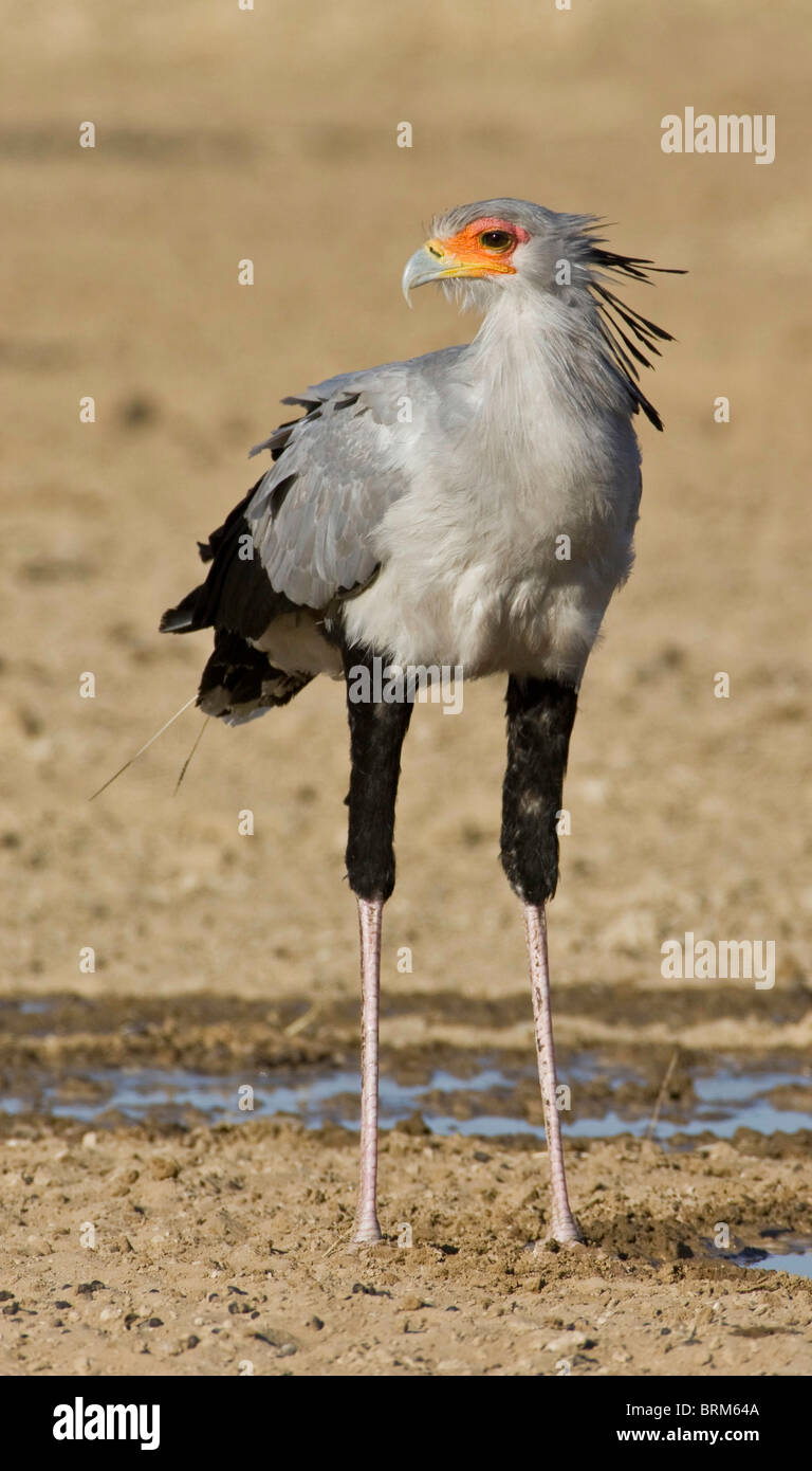 Secretary bird hi-res stock photography and images - Alamy