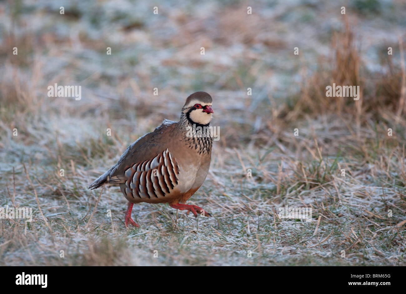 Red legged partridge hi-res stock photography and images - Alamy