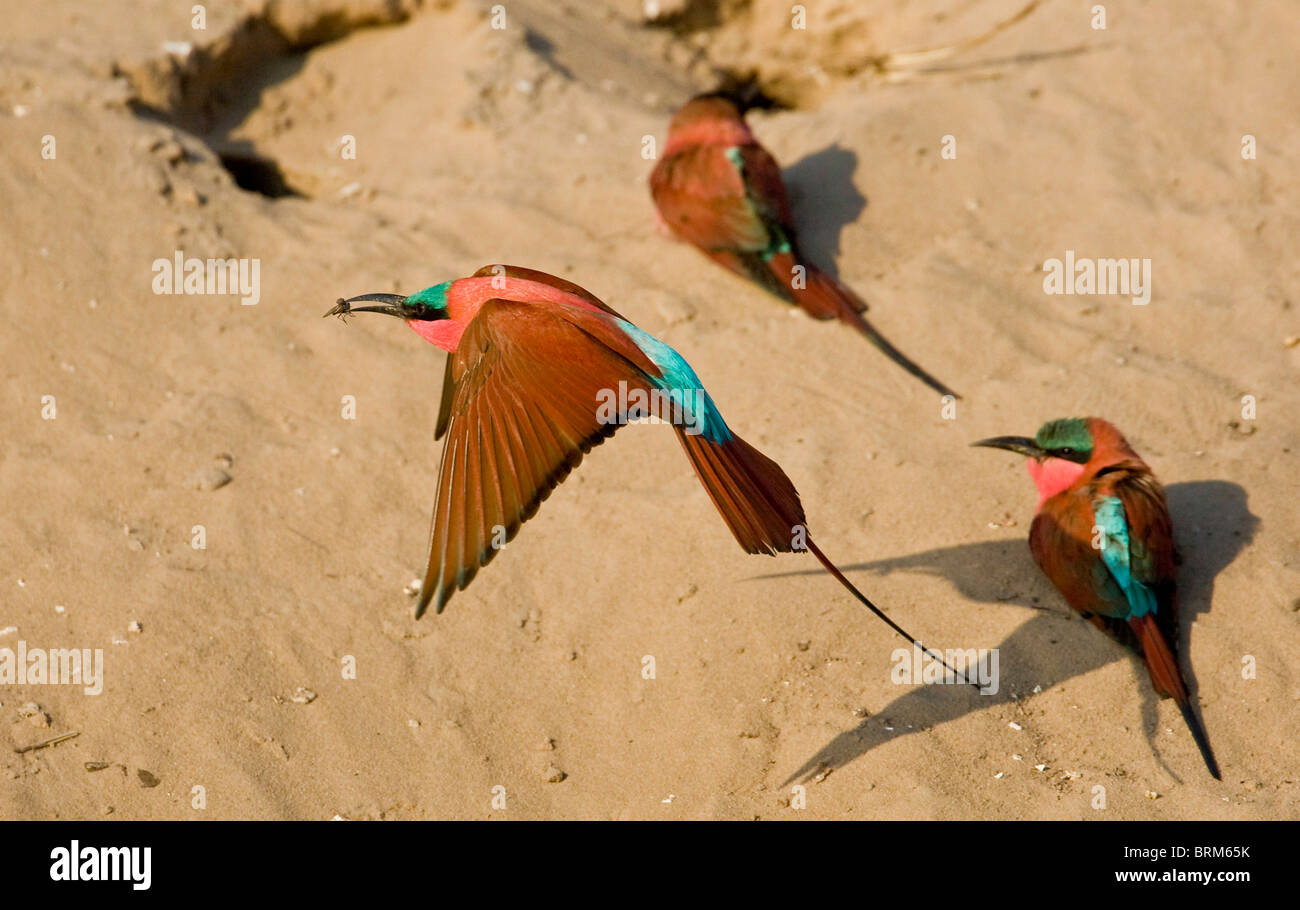 Carmine bee eater flight hi-res stock photography and images - Alamy