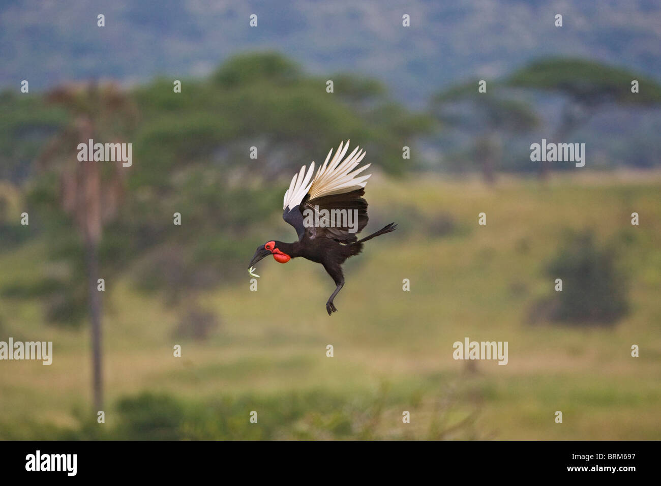 Southern ground-hornbill in flight Stock Photo - Alamy
