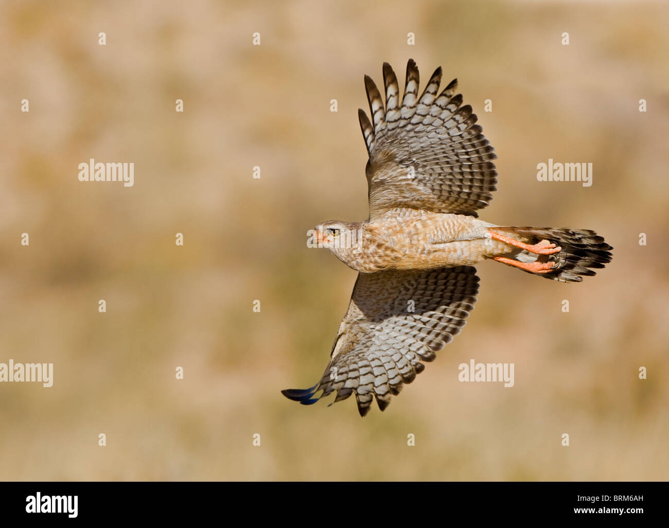 Southern pale chanting goshawk in flight Stock Photo - Alamy